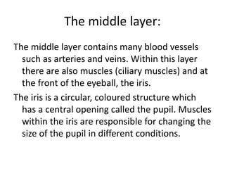 Anatomy of the eye presentation.ppt