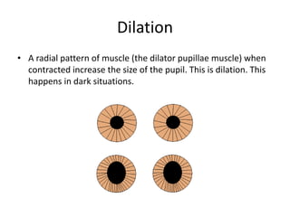 Anatomy of the eye presentation.ppt | Eye and Vision Conditions ...