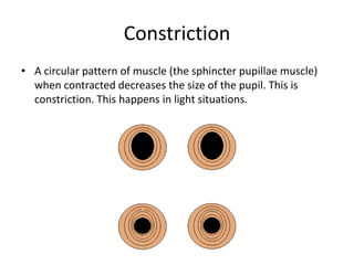 Anatomy of the eye presentation 2.ppt