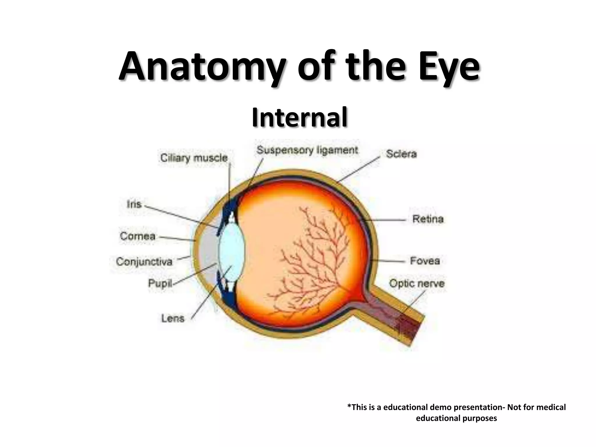 Anatomy of the eye test | PPTX
