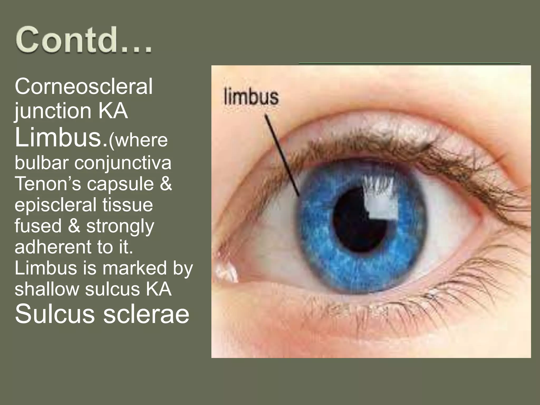 Anatomy of the Eye (whole).pptx