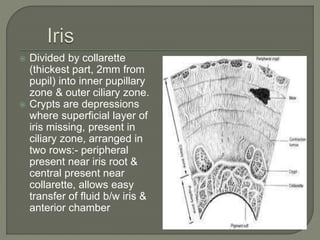 Anatomy of the Eye (whole).pptx | Ear, Nose and Throat Conditions ...
