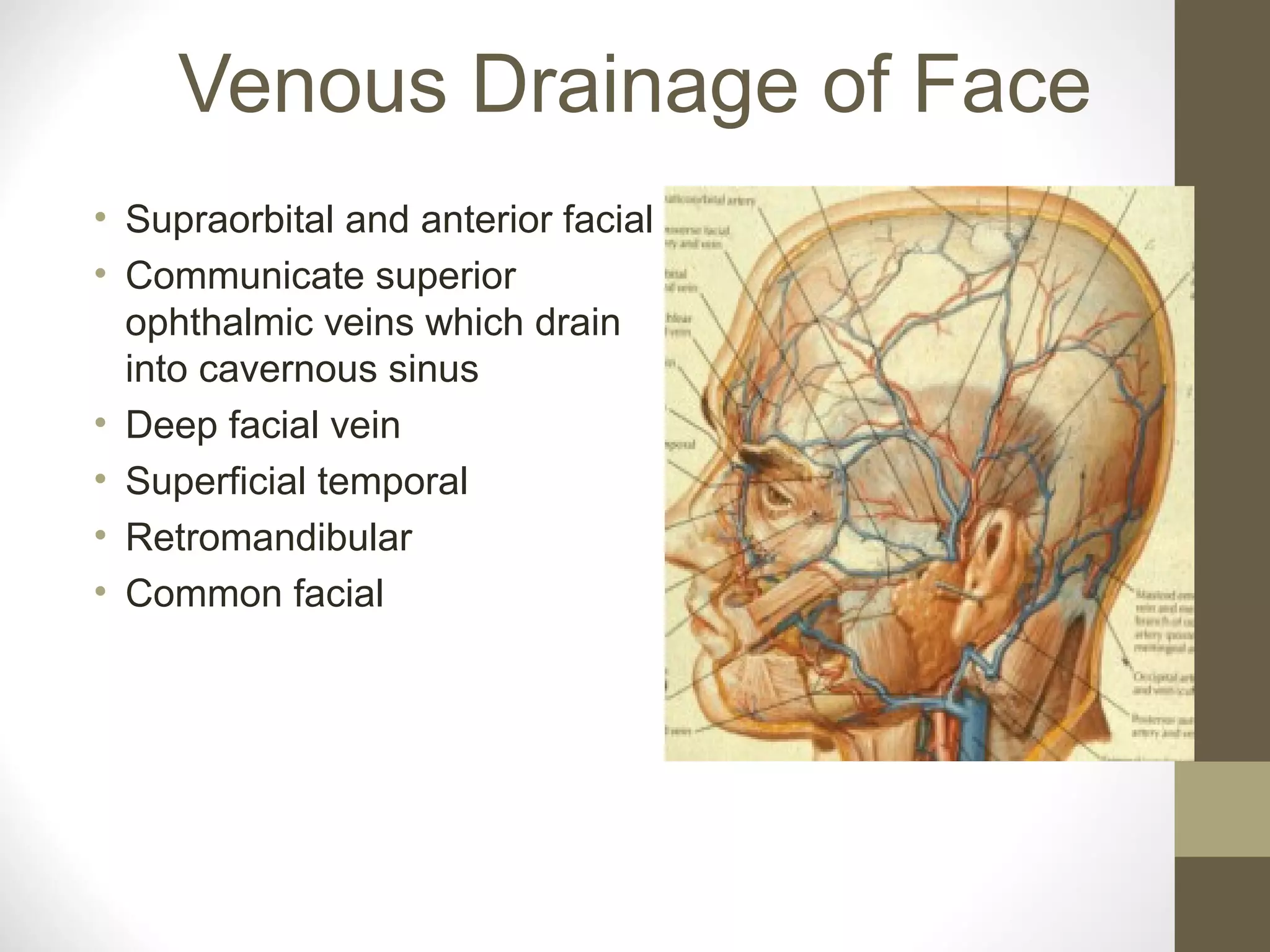 Anatomy of the_face | PPT