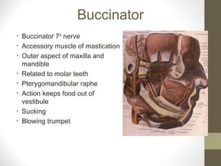 Anatomy of the_face | PPT