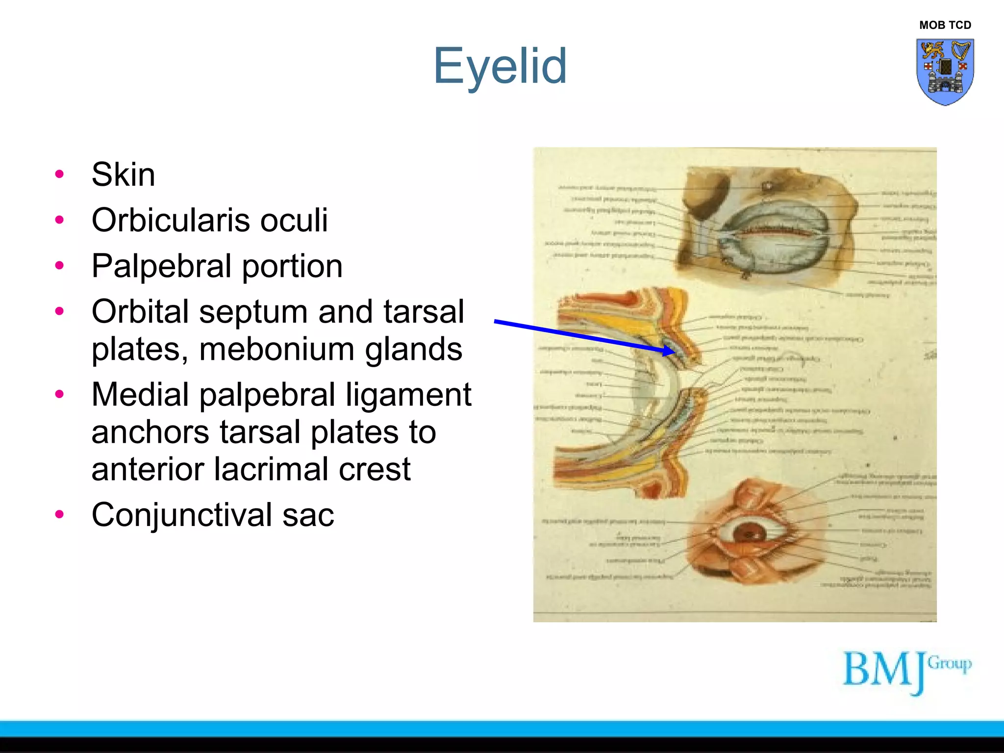 Anatomy of the face | PPT