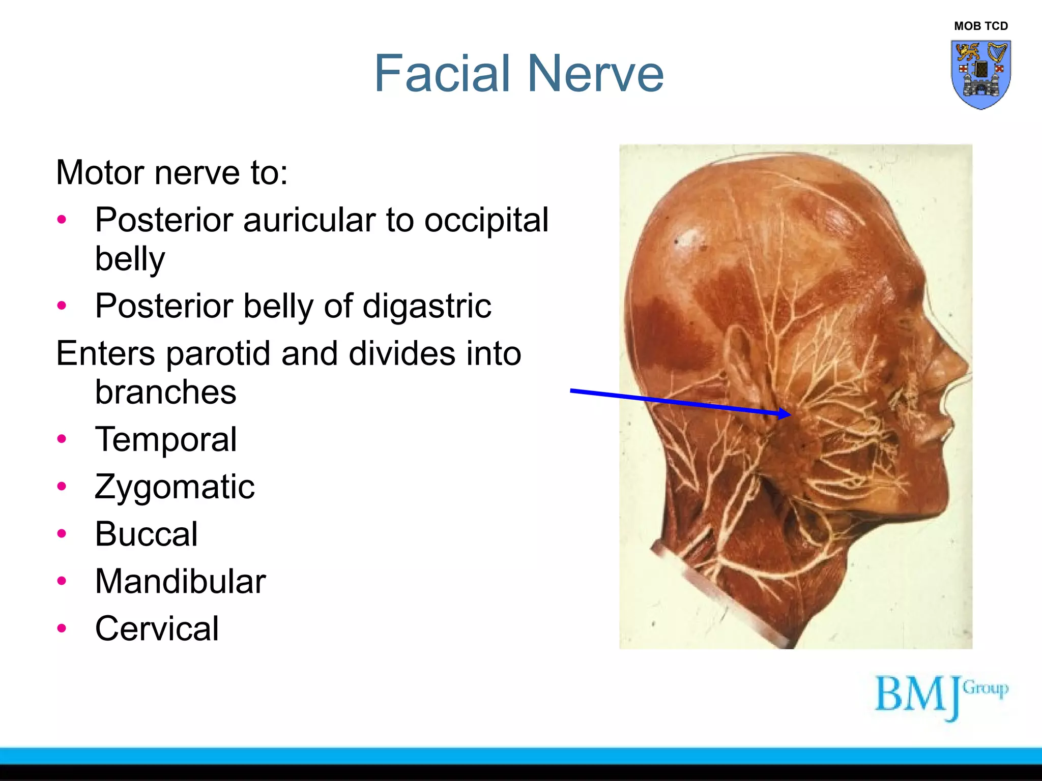 Anatomy of the face | PPT
