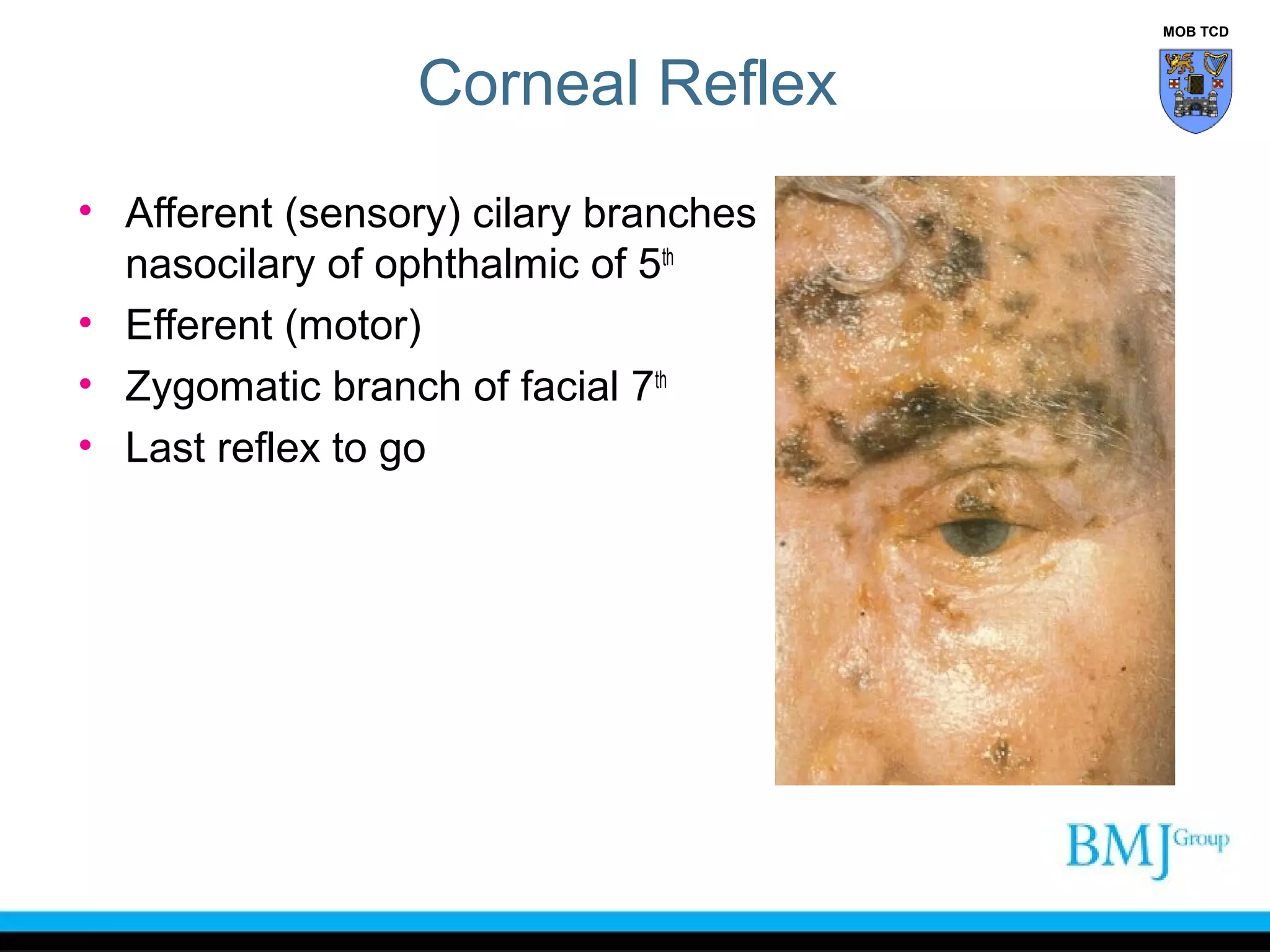 Anatomy of the face | PPT