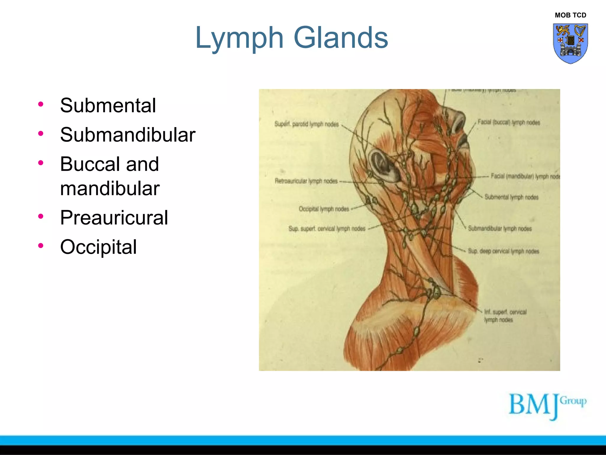 Anatomy of the face | PPT