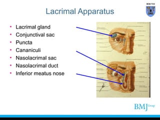 Anatomy of the face | PPT