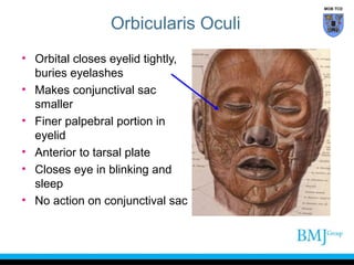 Anatomy of the face | PPT