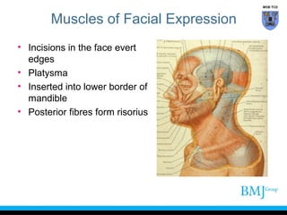 Anatomy of the face | PPT