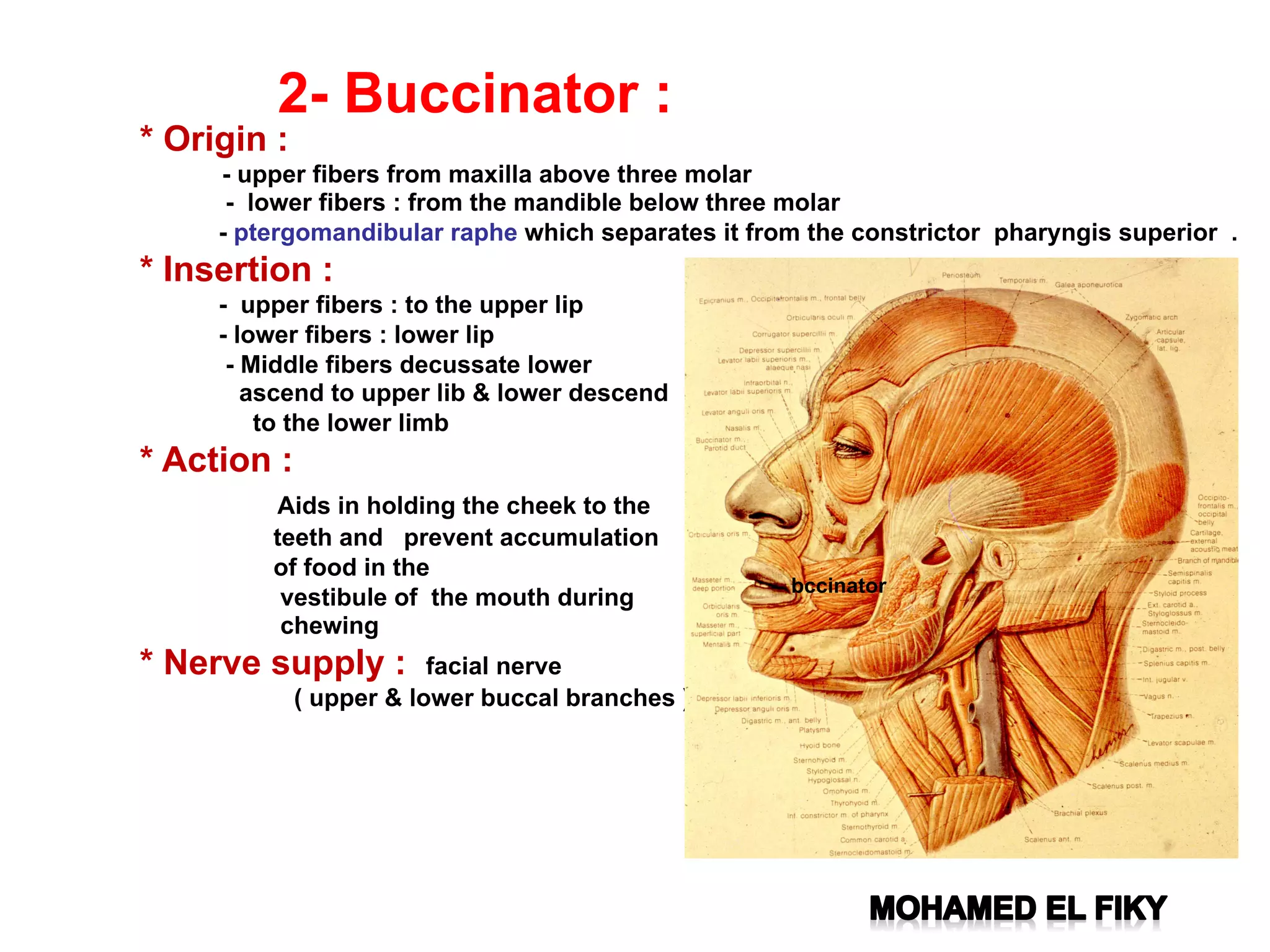 Anatomy of the face face | PDF