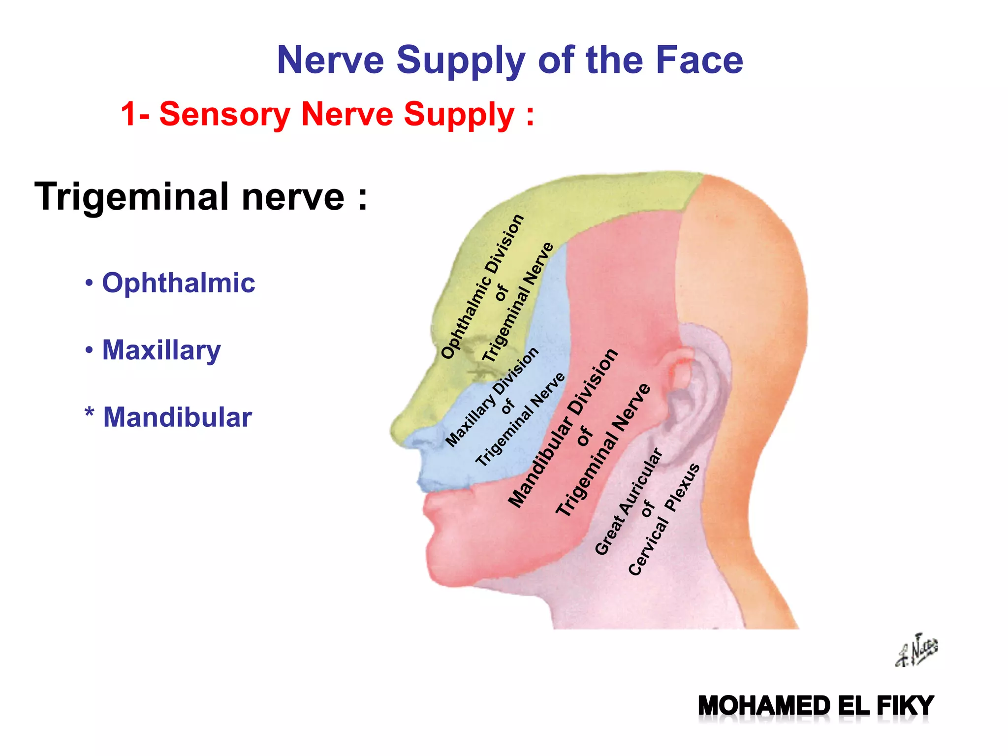 Anatomy of the face face | PDF
