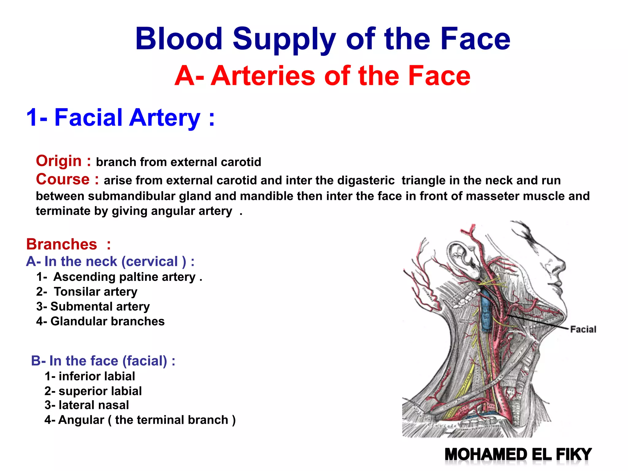 Anatomy of the face face | PDF