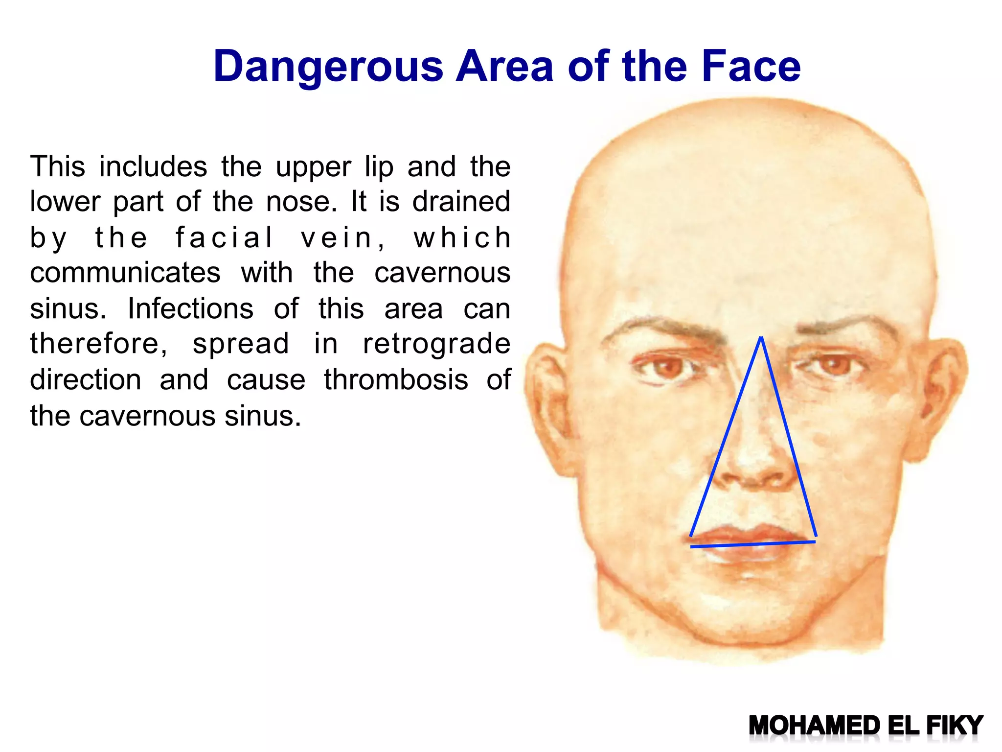 Anatomy of the face face | PDF