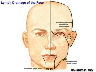 Anatomy of the face face | PDF