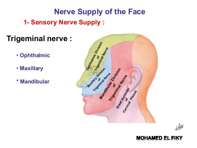 Anatomy of the face face