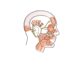 Presentation of Anatomy /of the Face & Nasal Cavity | PPT