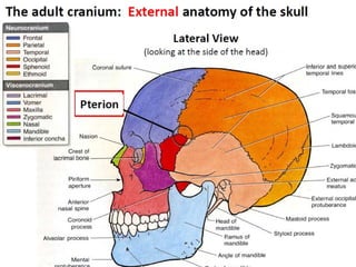 Presentation of Anatomy /of the Face & Nasal Cavity | PPT
