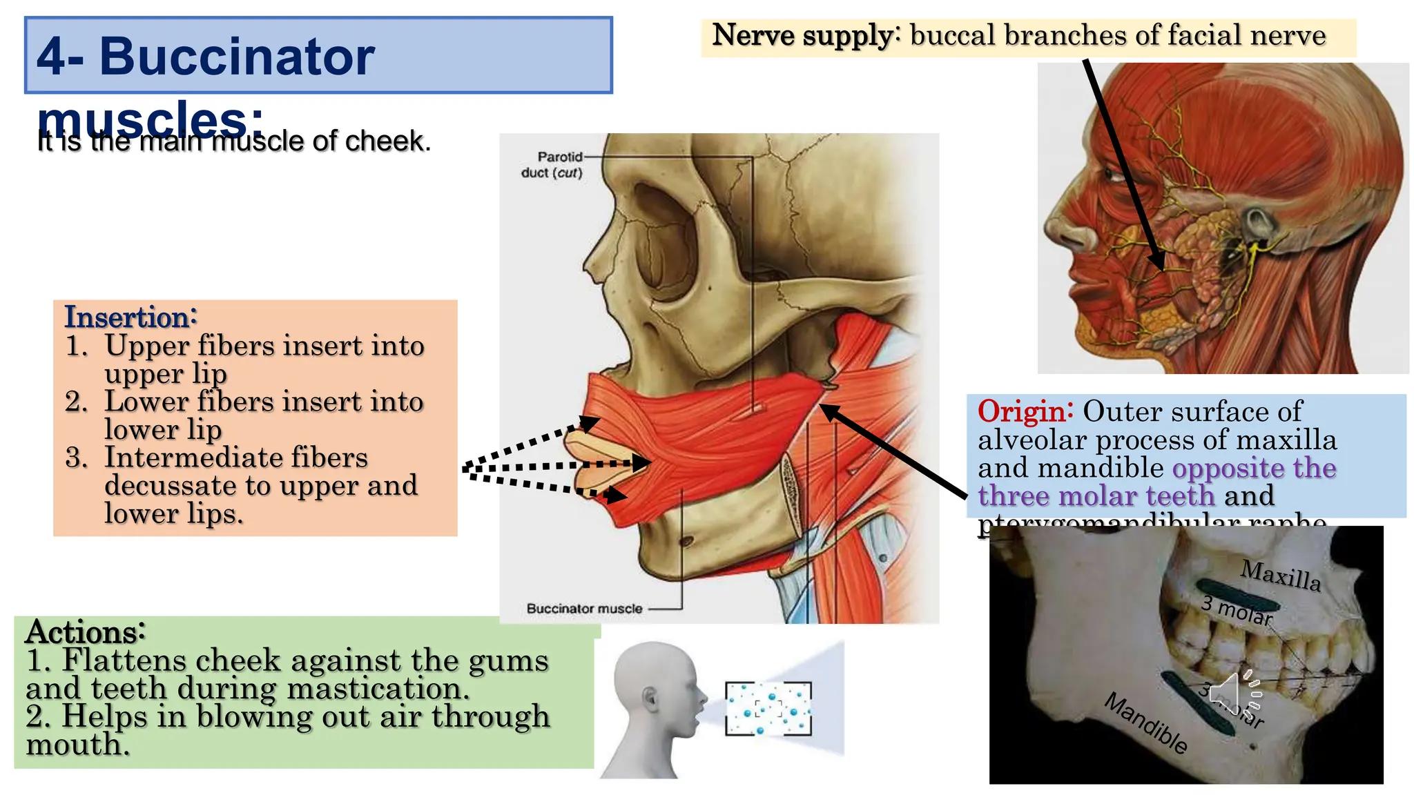 Anatomy of the face and scalp medical.ppsx