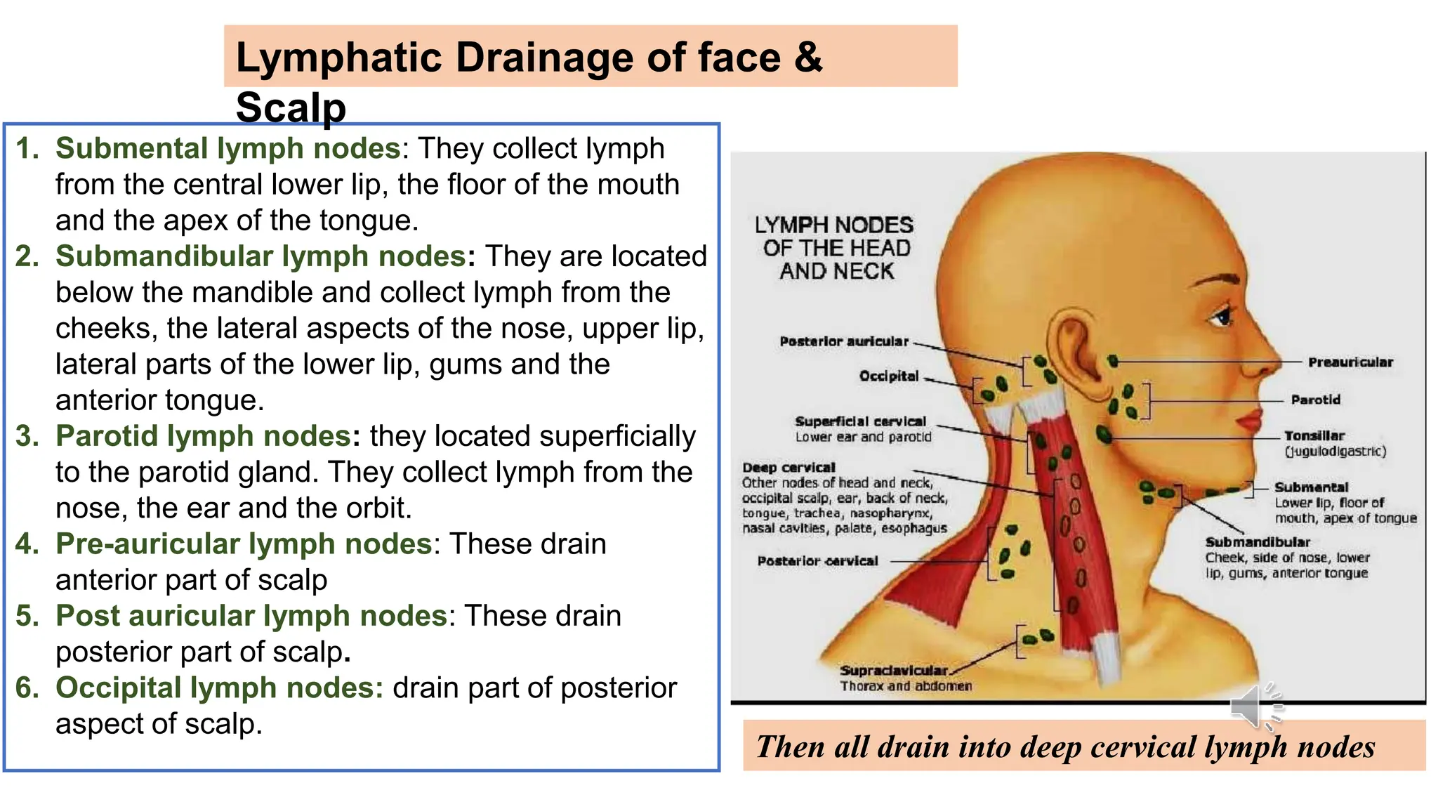 Anatomy of the face and scalp medical.ppsx