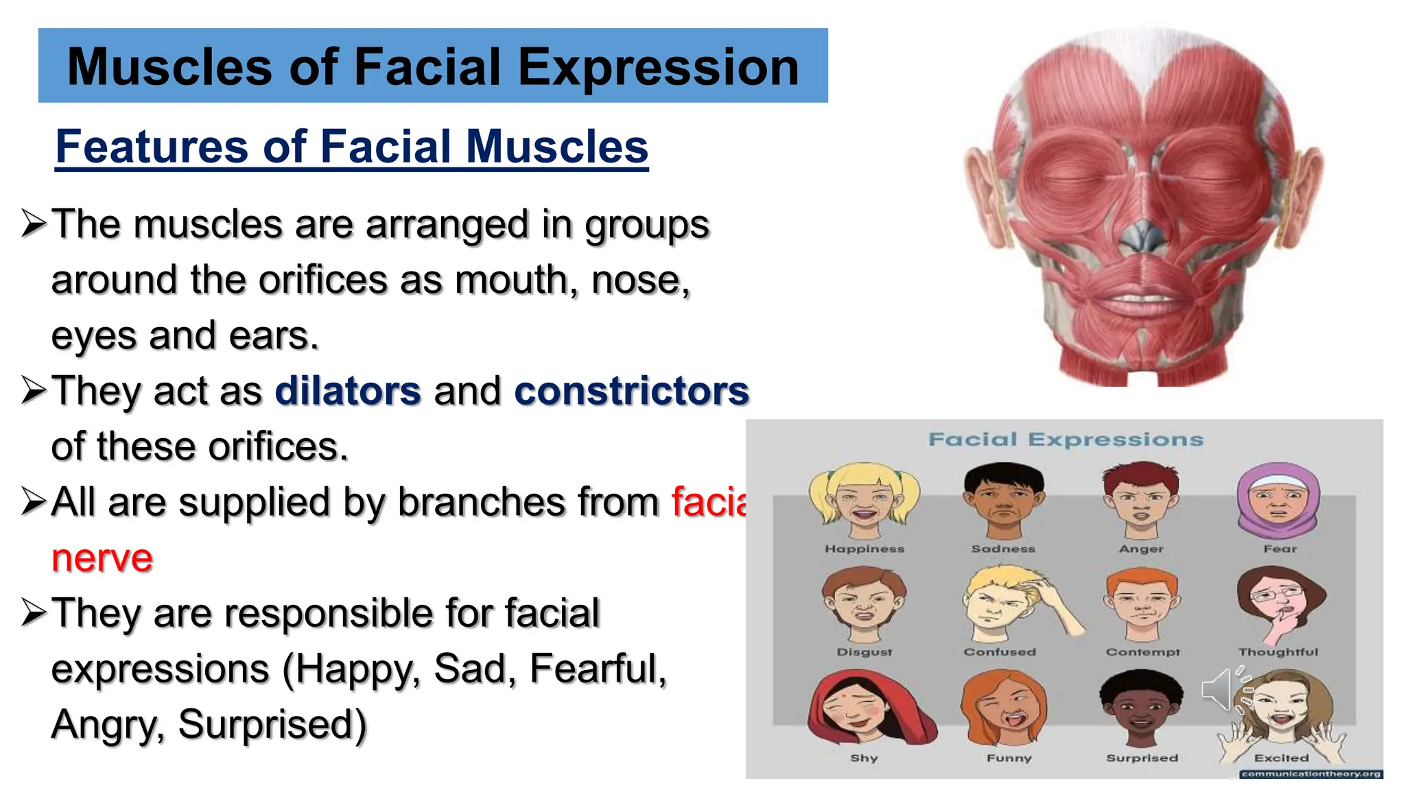 Anatomy of the face and scalp medical.ppsx