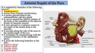 Anatomy of the face and scalp medical.ppsx