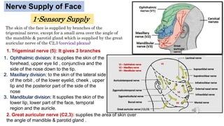 Anatomy of the face and scalp medical.ppsx