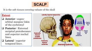 Anatomy of the face and scalp medical.ppsx