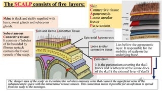 Anatomy of the face and scalp medical.ppsx