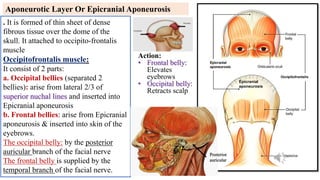 Anatomy of the face and scalp medical.ppsx