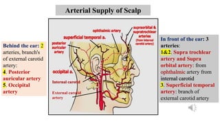 Anatomy of the face and scalp medical.ppsx