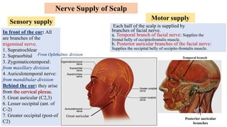Anatomy of the face and scalp medical.ppsx