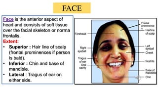 Anatomy of the face and scalp medical.ppsx