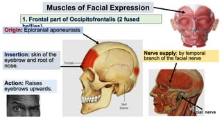 Anatomy of the face and scalp medical.ppsx