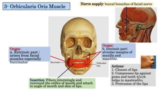 Anatomy of the face and scalp medical.ppsx
