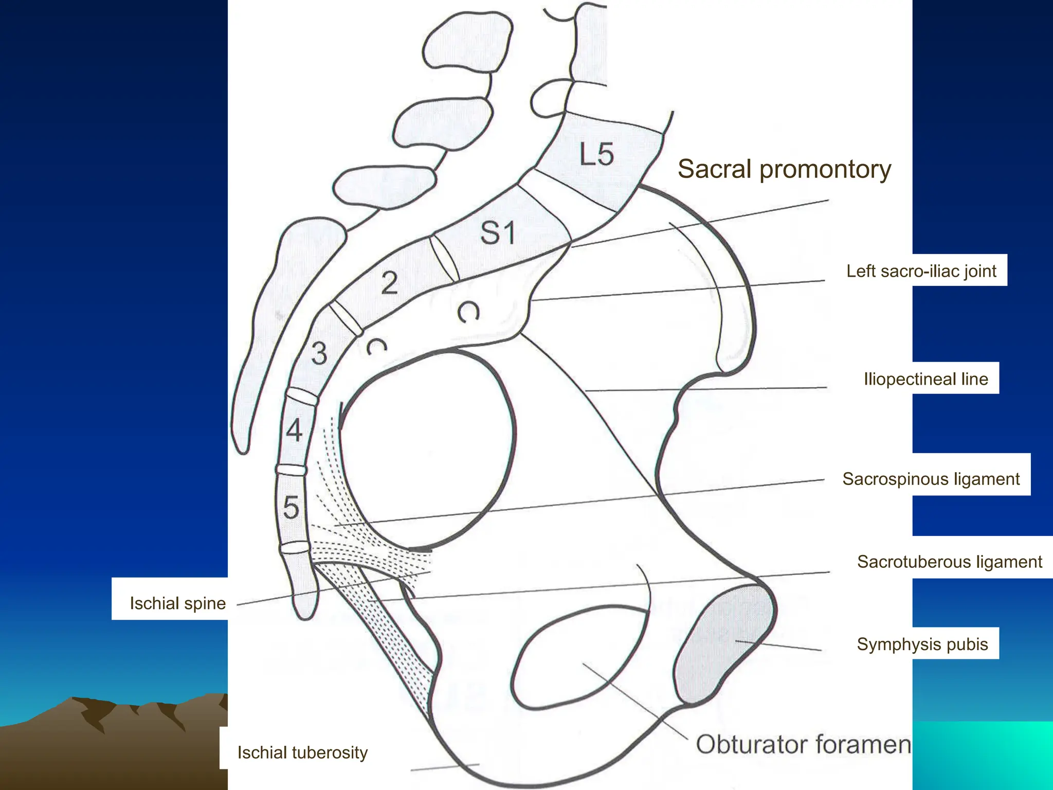 ANATOMY OF THE FEMALE BONY PELVIS and FETAL.ppt