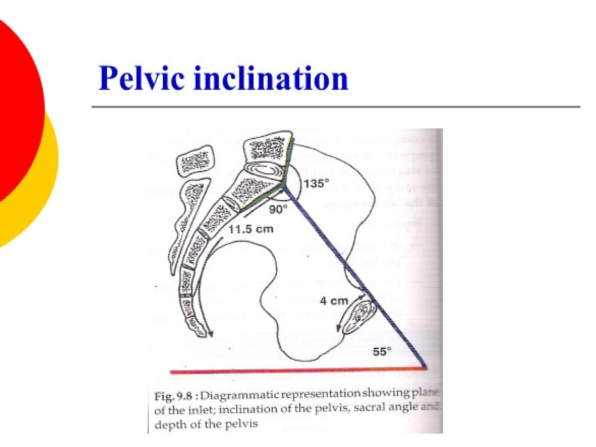 ANATOMY OF THE FEMALE BONY PELVIS and FETAL SKULL.pptx