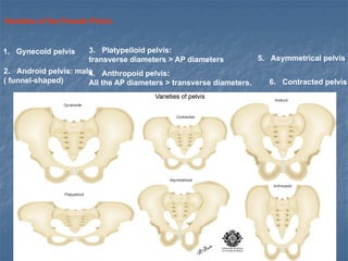 ANATOMY OF THE FEMALE BONY PELVIS and FETAL SKULL.pptx