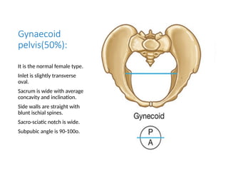 anatomy of the female bony pelvis and pelvic floor.pptx