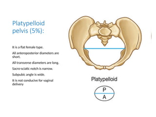 anatomy of the female bony pelvis and pelvic floor.pptx