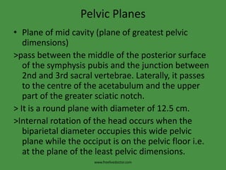 Anatomy of the female pelvis | PPTX