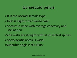 Anatomy of the female pelvis | PPTX