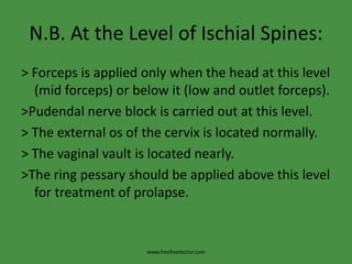Anatomy of the female pelvis | PPTX
