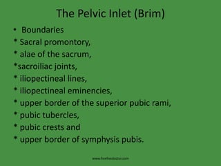Anatomy of the female pelvis | PPTX