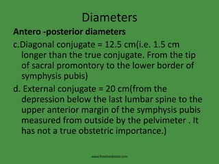 Anatomy of the female pelvis | PPTX