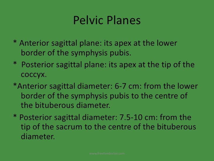 Anatomy of the female pelvis