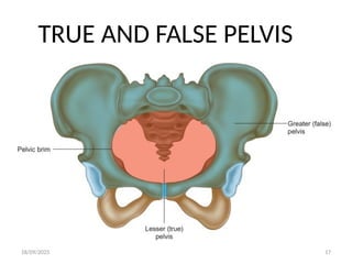 Presentation anatomy of the female pelvis.pptx