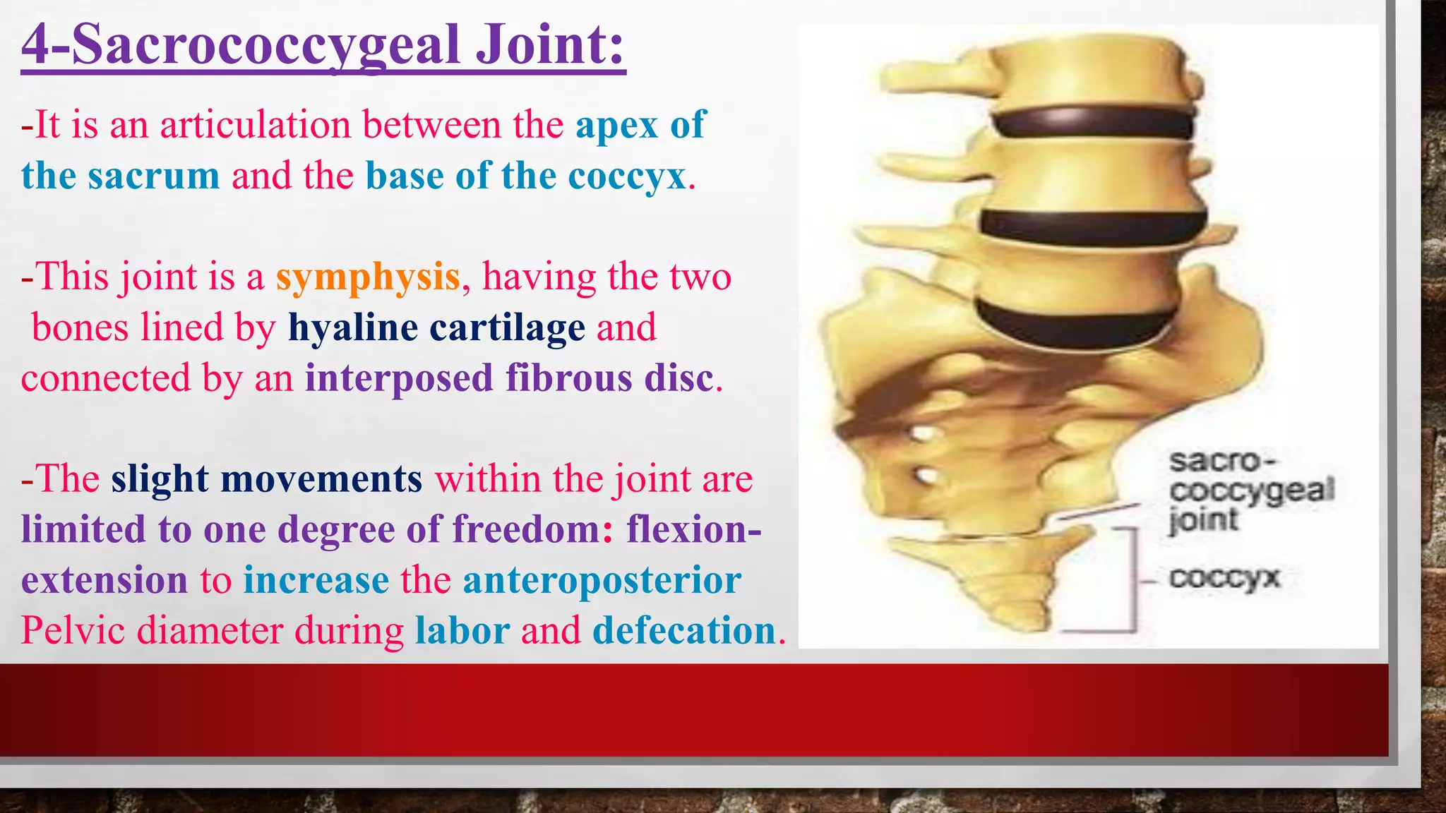 Anatomy of the female pelvis and reproductive system... | PDF