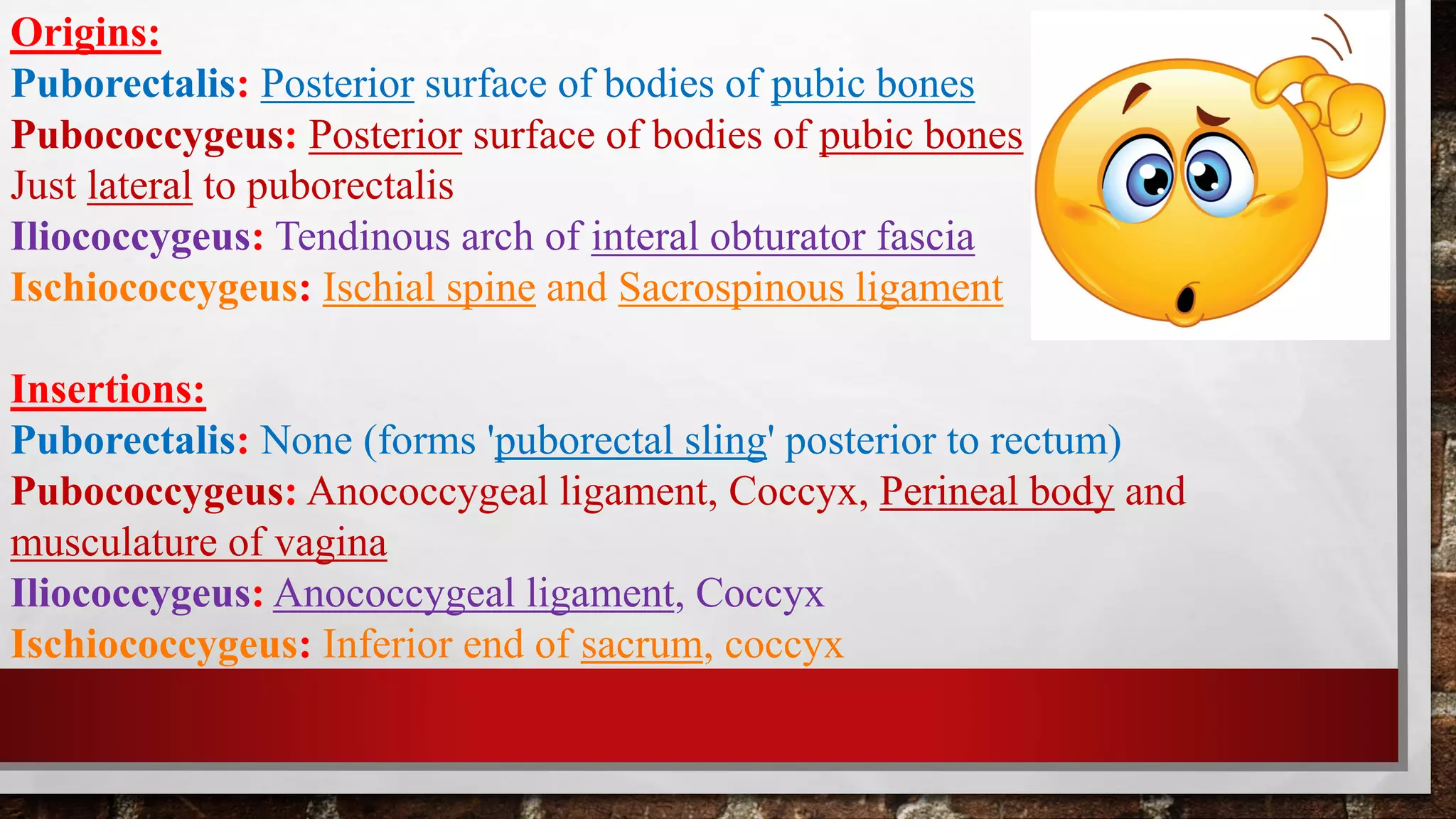 Anatomy of the female pelvis and reproductive system... | PDF